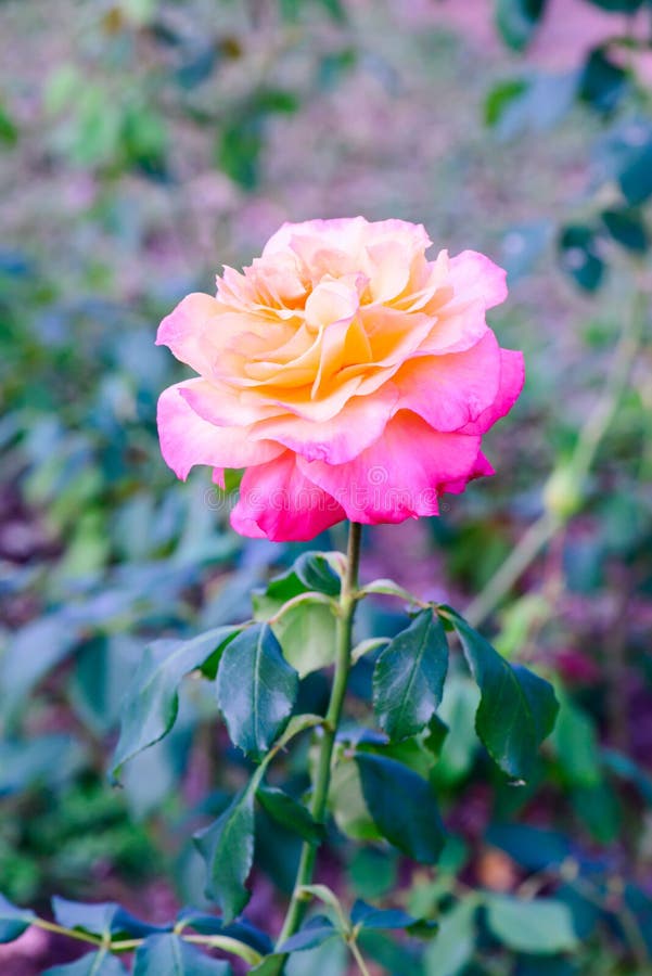 Rose Varieties Summer of Love Stock Photo - Image of fresh, colorful ...