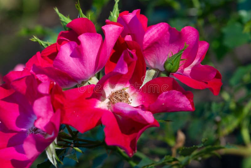 Rose Variety Dortmund Flowering in a Garden Stock Image - Image of ...