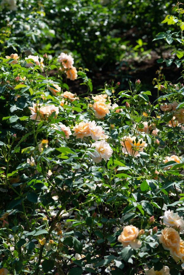 Rose Variety Goldbusch Flowering in a Garden Stock Image - Image of ...