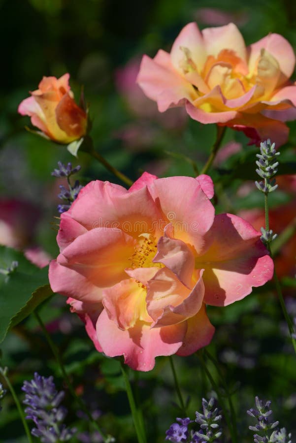 Rose Variety Sekel Flowering in a Garden Stock Photo - Image of green ...