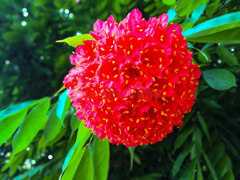 Rose of Venezuela stock photo. Image of forest, beauty - 88768906