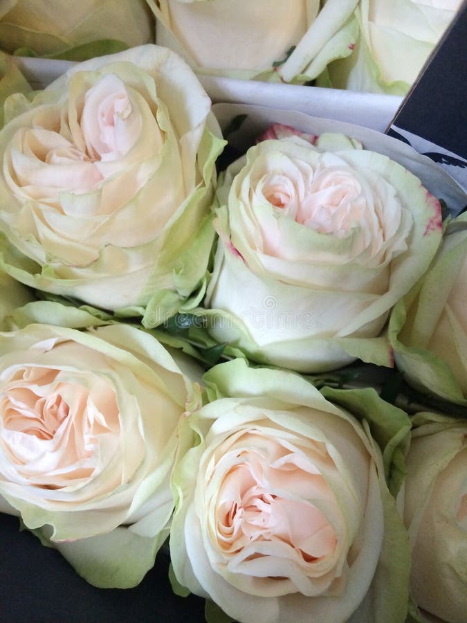 Rose Verde Chiaro E Color Crema Fotografia Stock - Immagine di polline ...