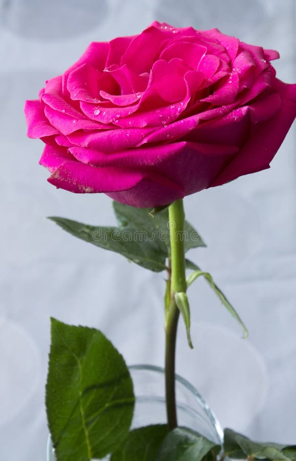Rose Vertical Rich Pink Color Stock Image - Image of flowers, flower ...