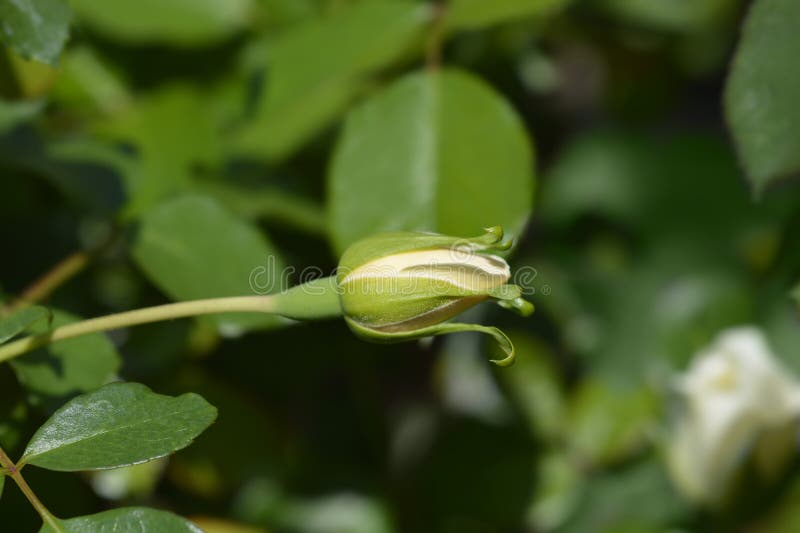 Rose Vidia stock image. Image of vidia, close, outdoors - 324879841