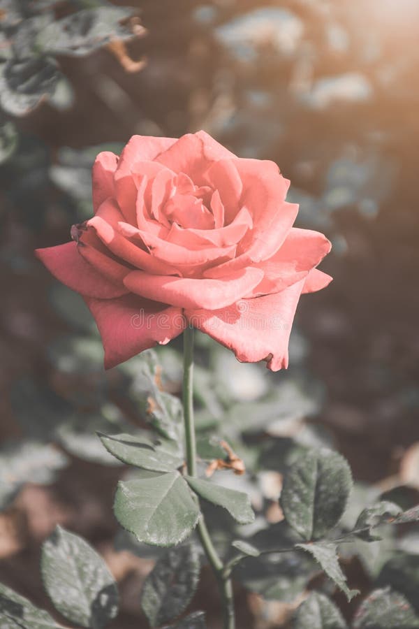 Rose vintage stock image. Image of vintage, sundown, botanic - 70545283