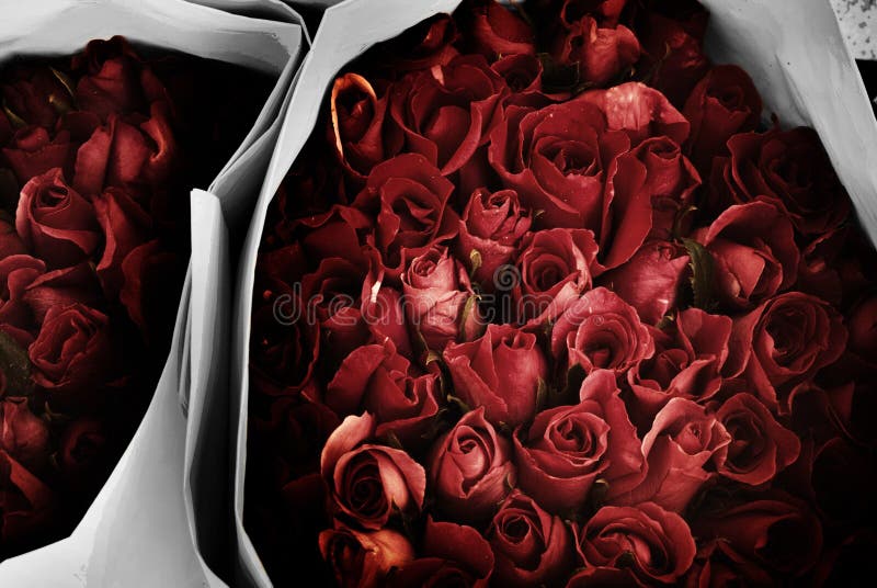 Rose in vintage style stock photo. Image of sale, flower - 18604318