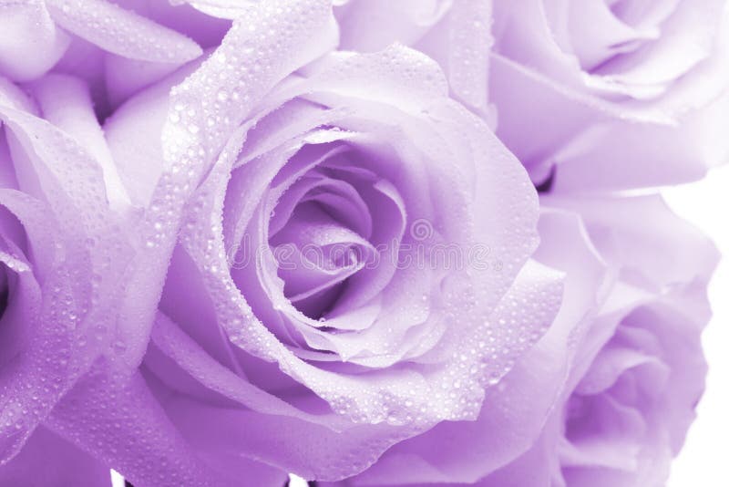 Rose viola immagine stock. Immagine di chiusura, liquido - 13186147