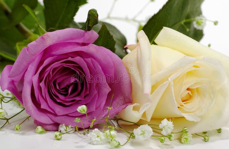 Rose violette et blanche image stock. Image du pétales, rose - 87855