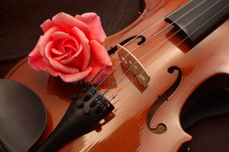 Rose on violin stock image. Image of concert, rose, violinist - 5428415