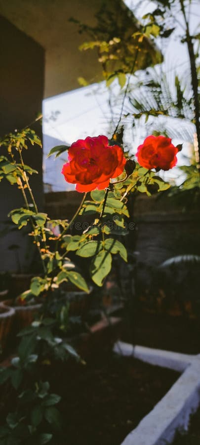 Rose stock photo. Image of saturday, rose, shrub, leaf - 259560284