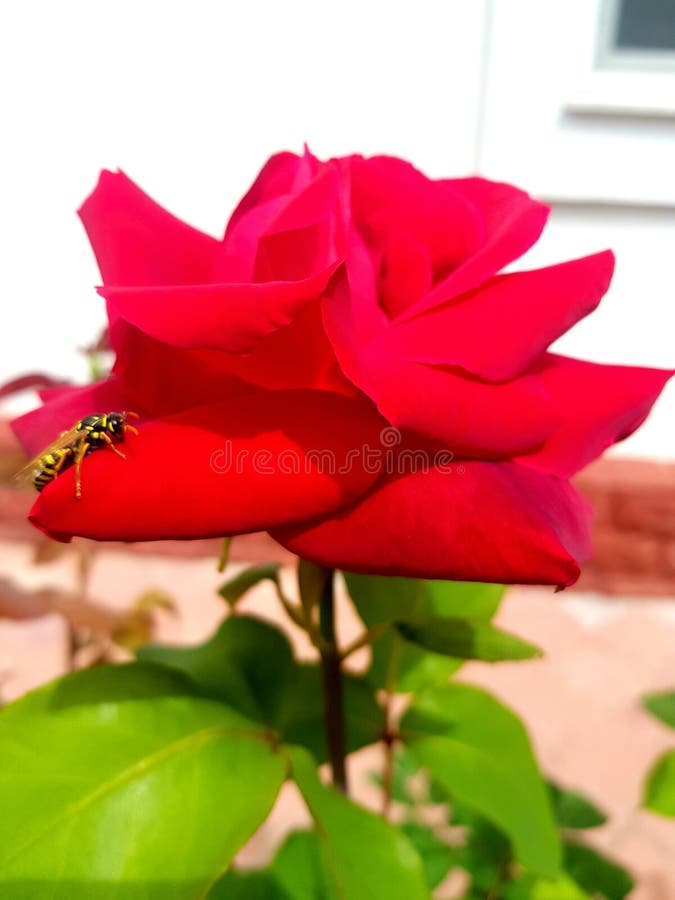 Rose and the wasp stock image. Image of plant, petal - 182936867