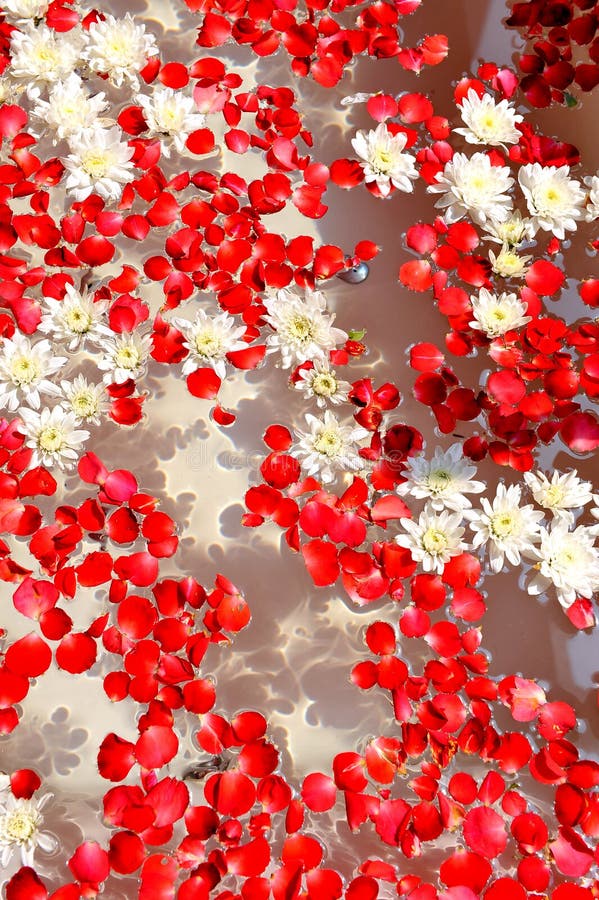 Rose on water stock photo. Image of health, freshness - 19883814