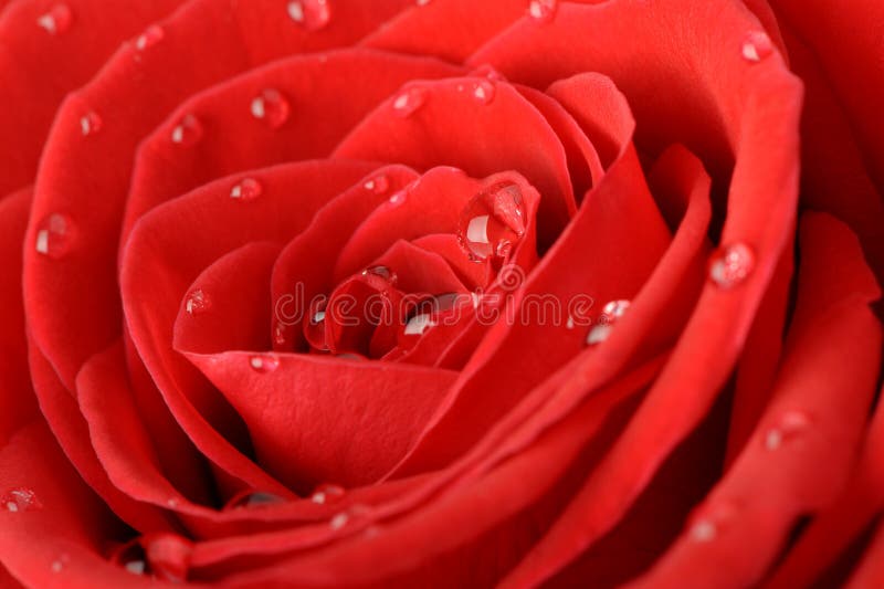 Rose with water drop stock photo. Image of fresh, closeup - 23185488