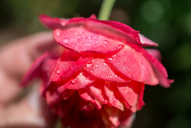 Rose with Water Drops on it Stock Image - Image of summer, beautiful ...