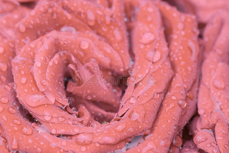 Rose with water drops stock photo. Image of nature, water - 203283198