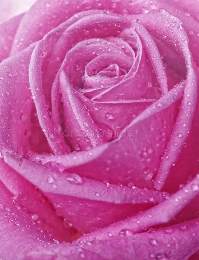 Rose with Water Drops Close Up Stock Photo - Image of bloom, open ...