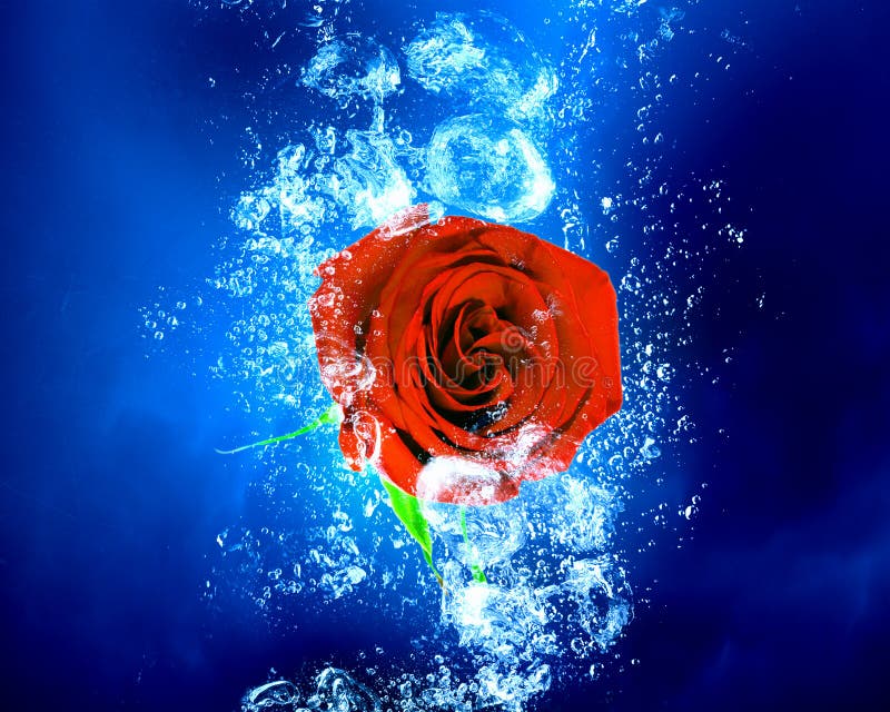 Rose in water stock image. Image of fresh, blue, freshness - 67591807