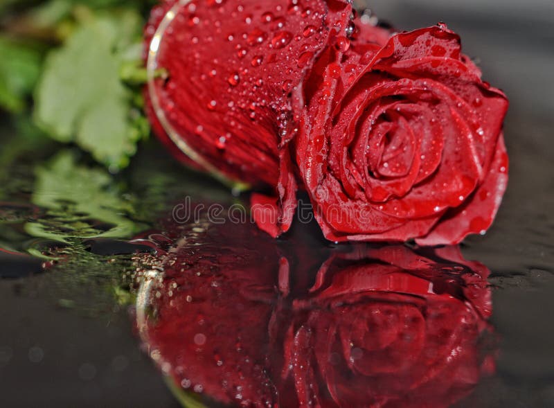 Rose in water stock photo. Image of rose, drops, roses - 88445468