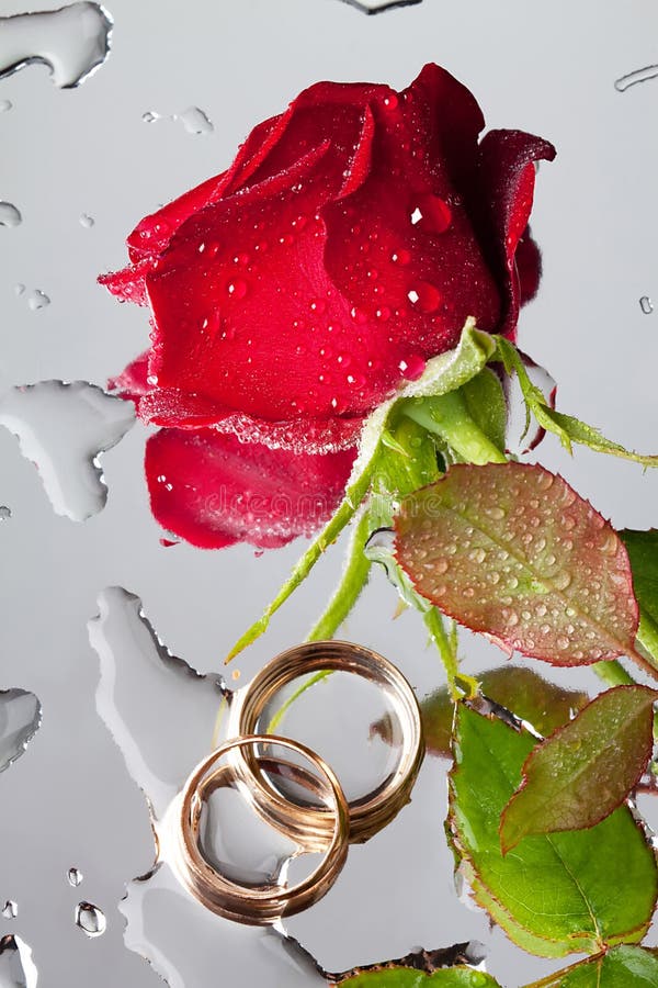 Rose and wedding rings stock image. Image of natural - 15270565