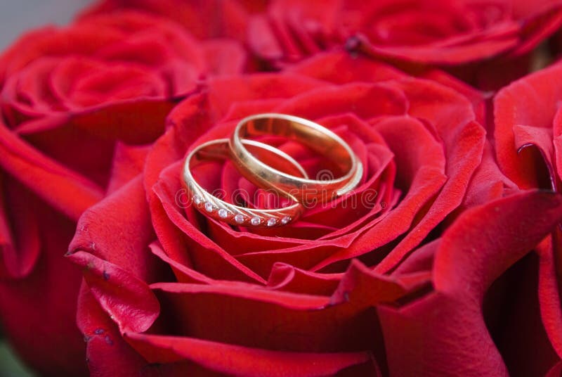Rose and wedding rings stock image. Image of life, front - 18891351