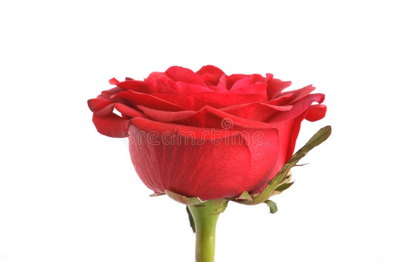Rose on a white background stock image. Image of rose - 4030929