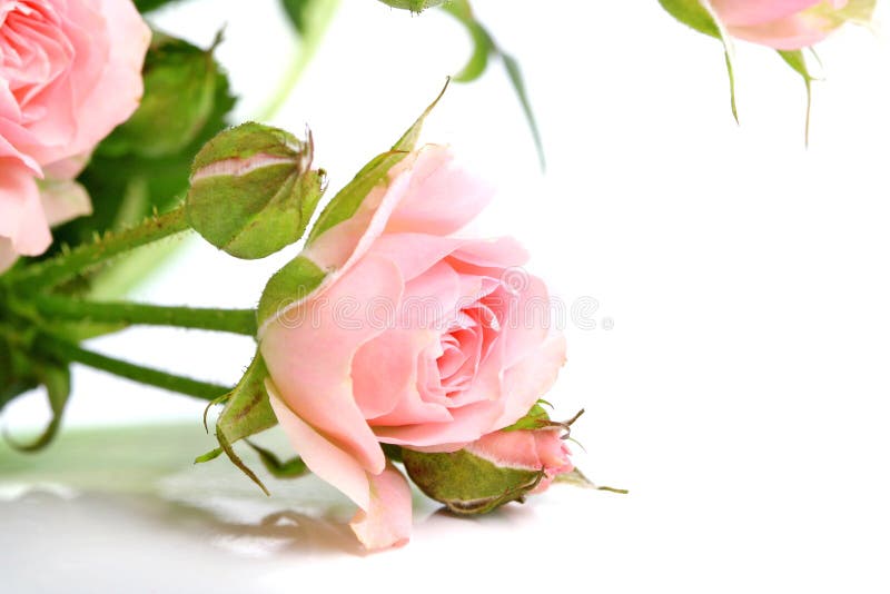 Yellow rose with a bud stock image. Image of horizontal - 14254569