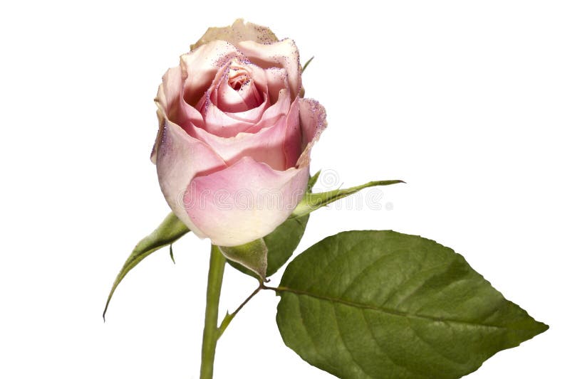 Rose on white background stock photo. Image of rose - 274110898