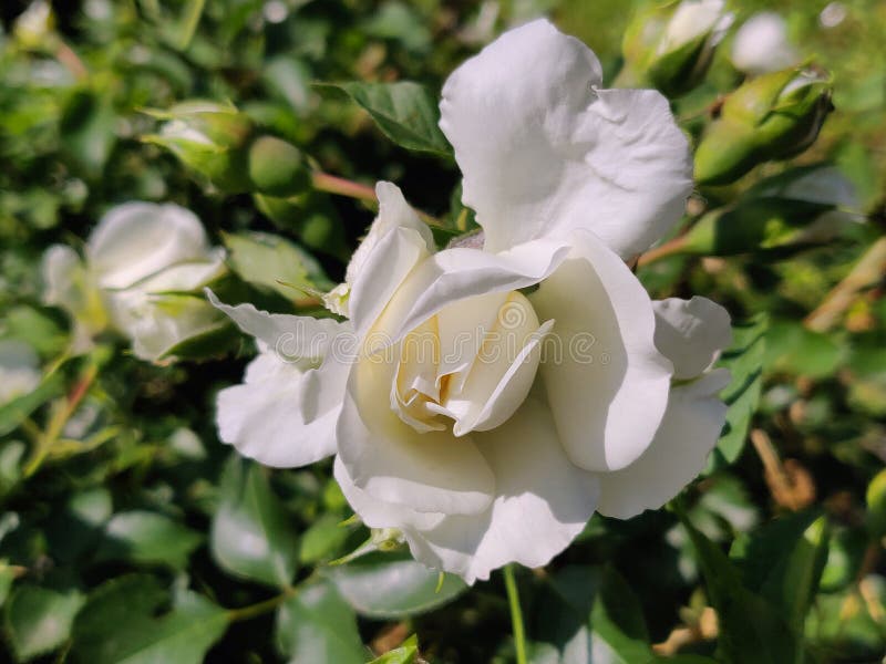 Rose white stock image. Image of white, garden, roses - 211112169
