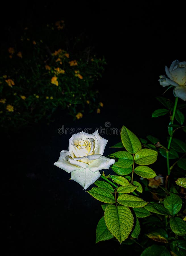 Rose White night Green stock photo. Image of gree, rose - 261861088