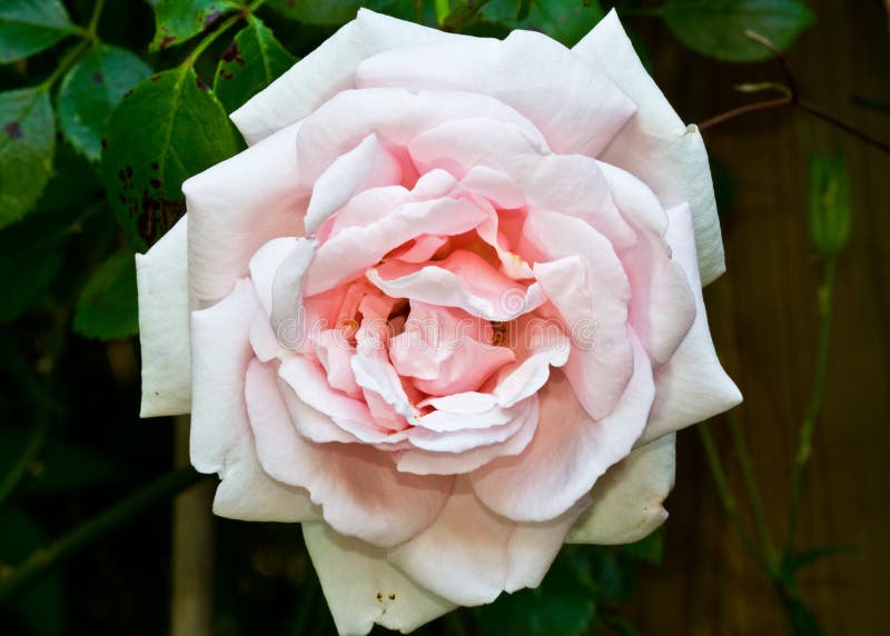 Rose stock photo. Image of petals, beautiful, rose, trapped - 41435404