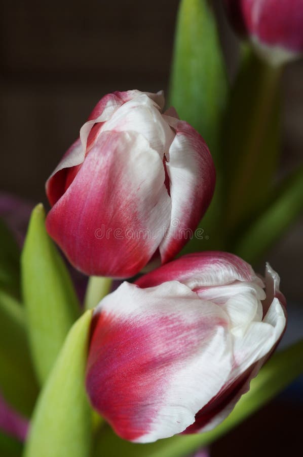 Rose-white tulip stock image. Image of white, rose, flora - 51891901