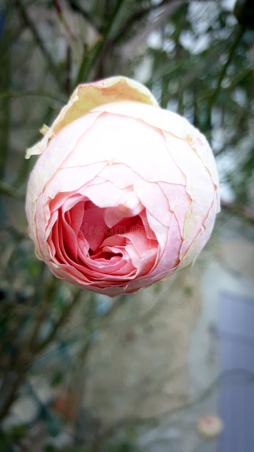 Rose in winter stock photo. Image of winter, charm, beautiful - 177448934