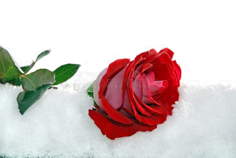 A Rose in Winter stock photo. Image of delicate, bright - 7192722