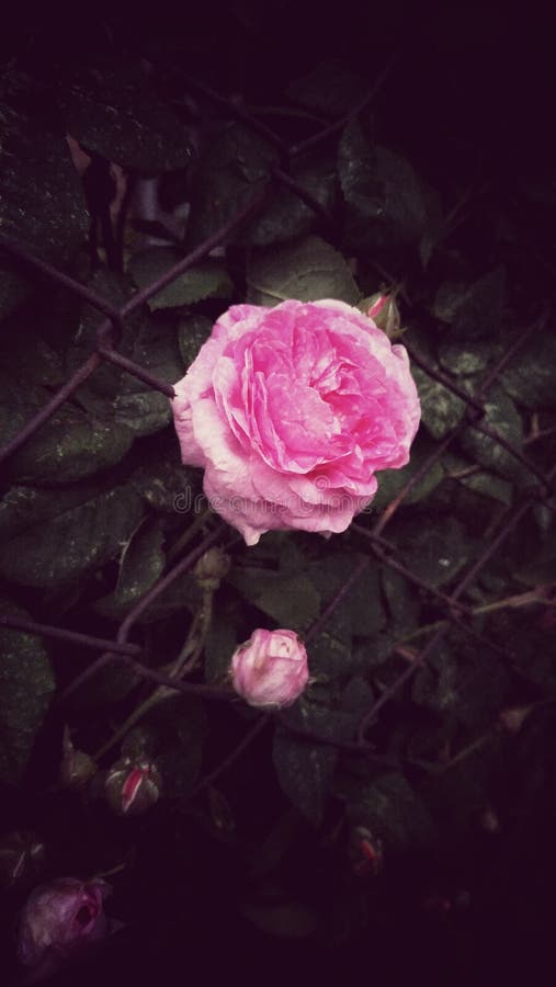 Rose & wire mesh stock image. Image of violet, pink - 234277291