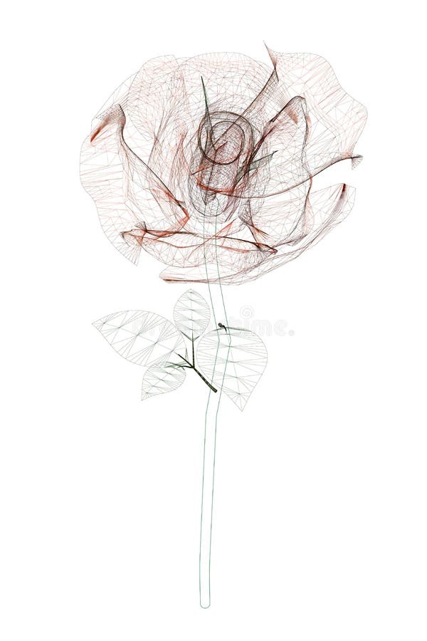 Rose Wireframe Isolated on White Background. 3D Stock Vector ...