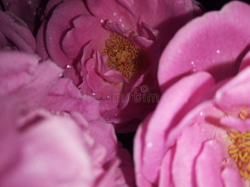 Rose Wisdom Shots in One Frame Stock Image - Image of rose, shots ...