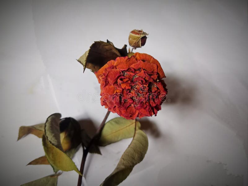 The rose wither stock image. Image of flowers, rose - 362982129
