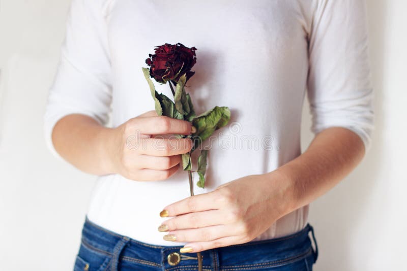 Rose in woman hands stock image. Image of rose, body - 61290499