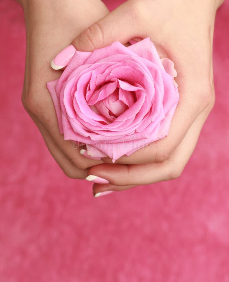 Beautiful Hands Holding Rose Stock Photo - Image of finger, female ...