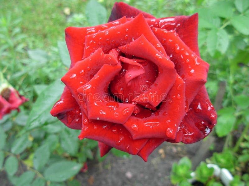 Rose stock photo. Image of beauty, sensuality, rose, washed - 48261428