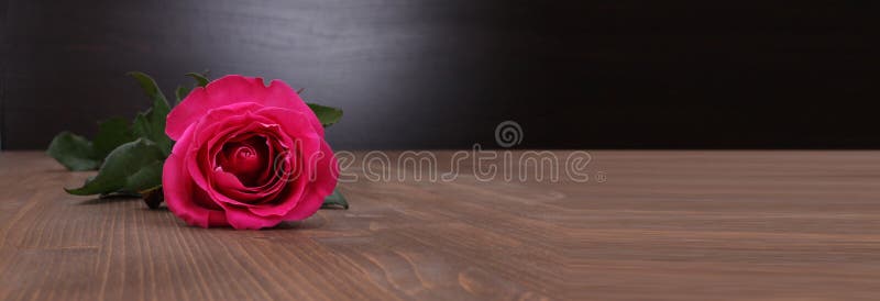 Rose on wood background stock image. Image of vintage - 248339925