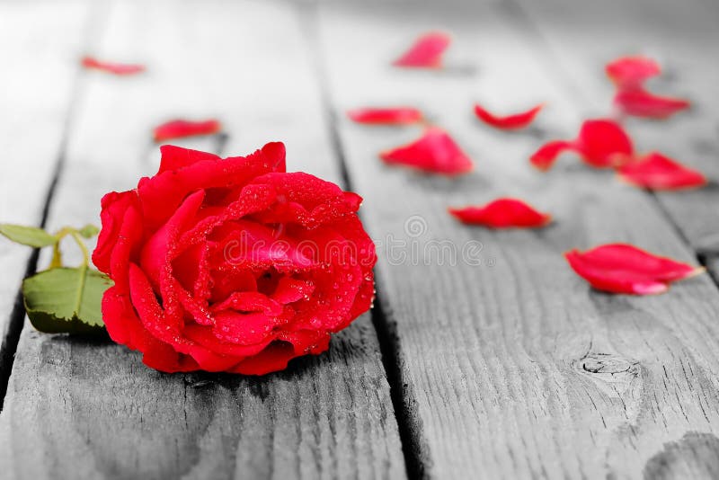 Rose on wood stock photo. Image of rose, floral, romance - 71193868