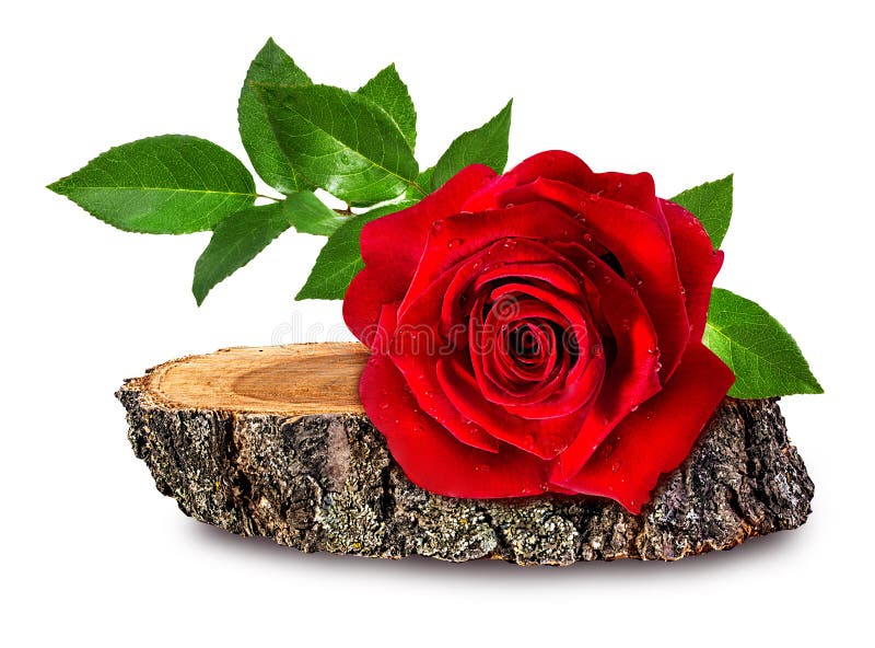 Rose on a Wooden сross Section of Tree Trunk Isolated on White Stock ...