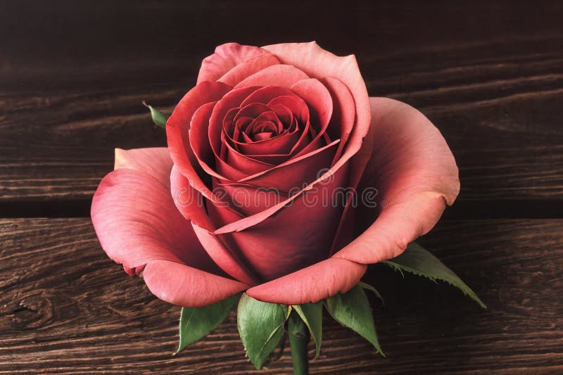 Rose on a Wooden Table, Close Up View Stock Illustration - Illustration ...