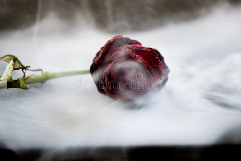 Red Rose with smoke stock photo. Image of fresh, romance - 166875658
