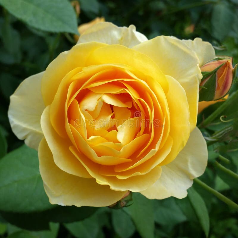 Rose y capullo de rosa foto de archivo. Imagen de rosebudo - 121500766