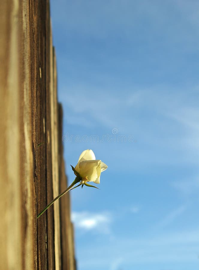 Rose y cielo imagen de archivo. Imagen de éxito, cielo - 7492889