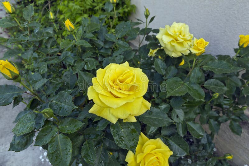 Rose yellow. stock photo. Image of love, beauty, freshness - 55383464