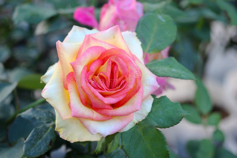 Rose stock photo. Image of pink, decoration, gift, love - 50233660