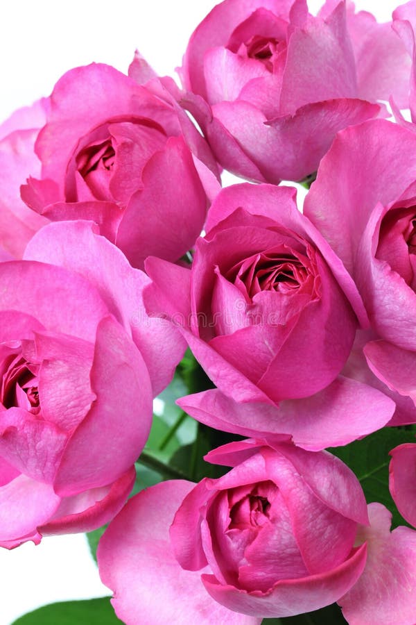 Pink rose with leaves stock image. Image of pink, beautiful - 42856869